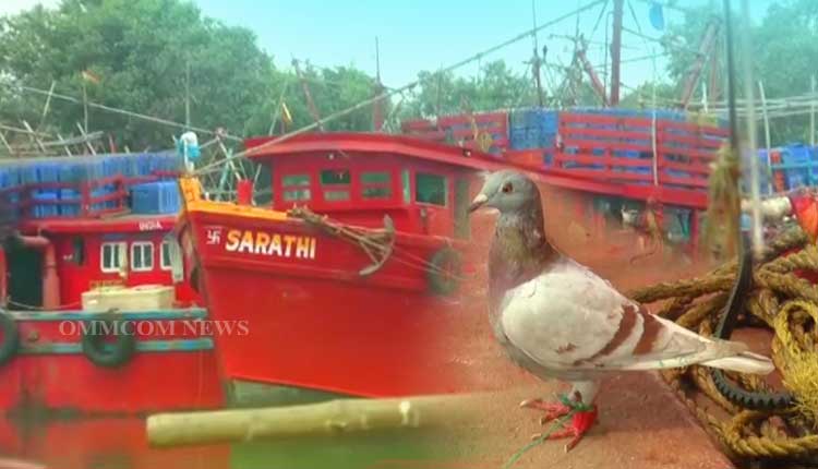 Pigeon With Microchip, Camera Found In Paradip | Odisha
