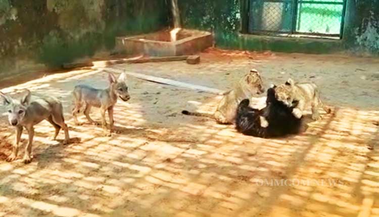 Sight To Behold: Cubs Of Lion, Bear and Hyena Play Together In ...
