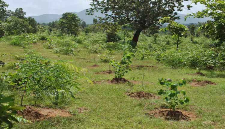 Odisha's Land Commons Estimated To Be Worth Rs 36,890 Cr: Reports | Odisha